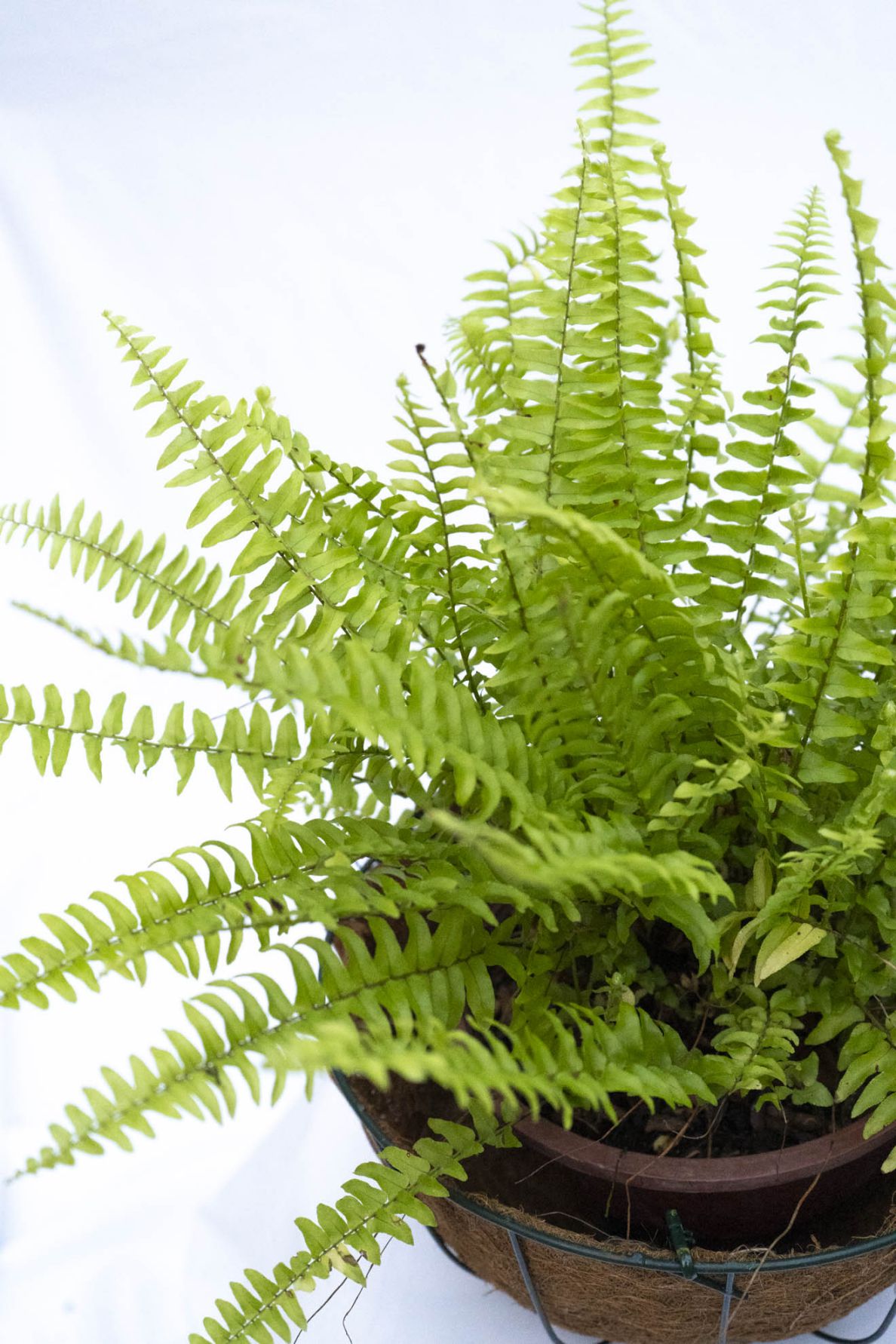 Helecho - Vivero Verde Vida