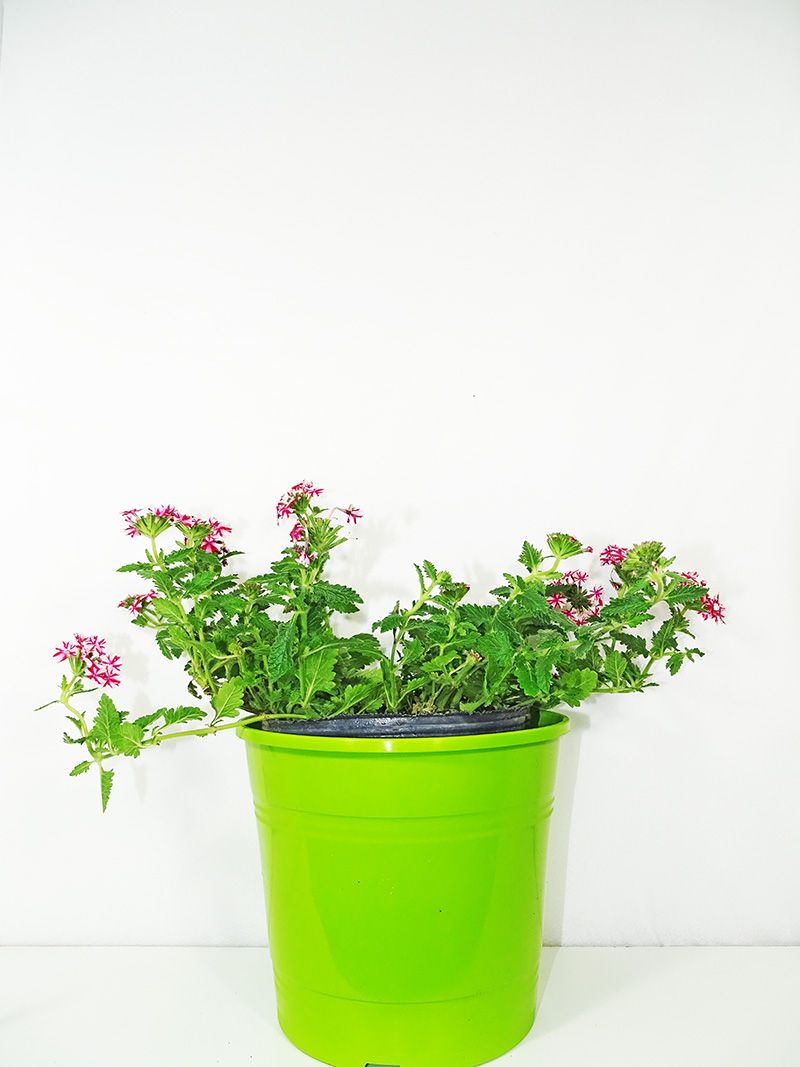 Verbena rastrera - Vivero Verde Vida