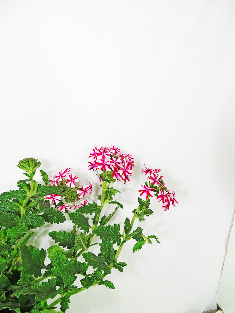 Verbena rastrera - Vivero Verde Vida