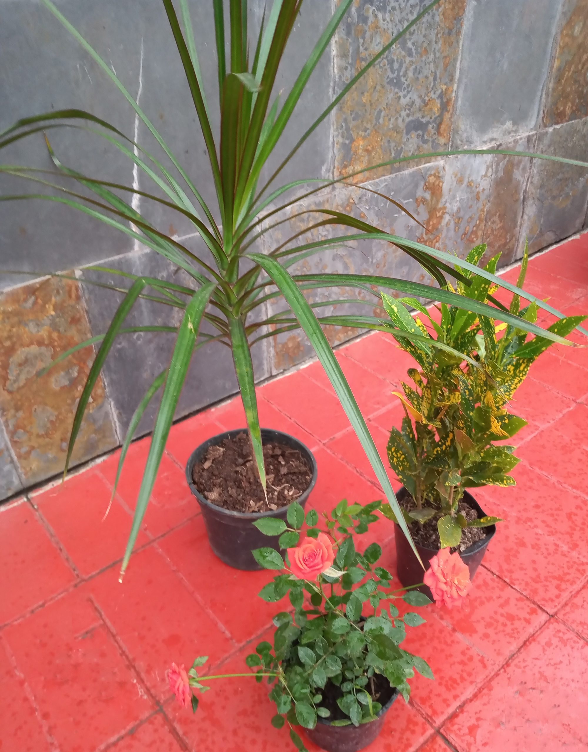 Combo N°2 • Vivero Verde Vida