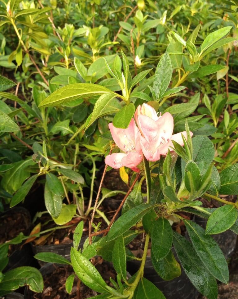 Azalea - Vivero Verde Vida