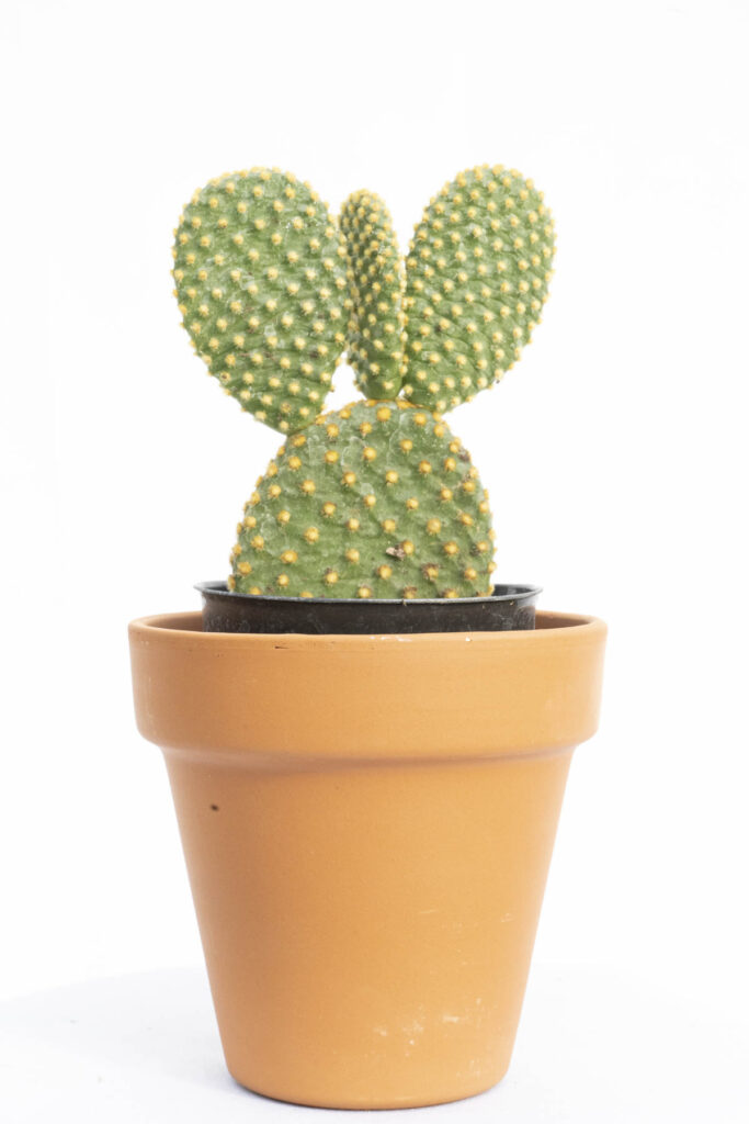 Cactus Mickey - Vivero Verde Vida