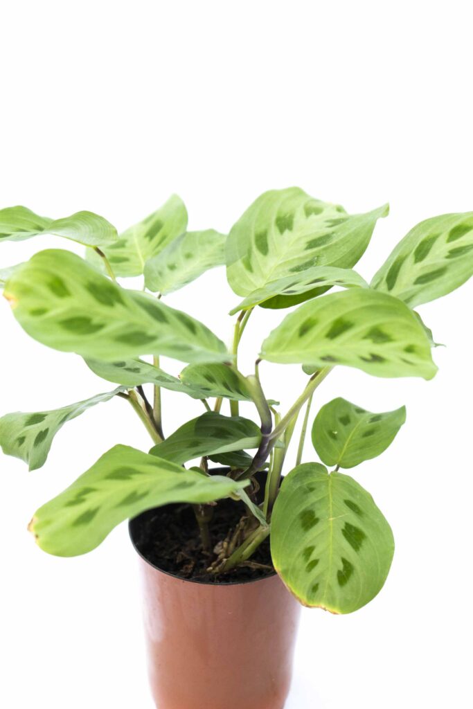 Maranta - Vivero Verde Vida
