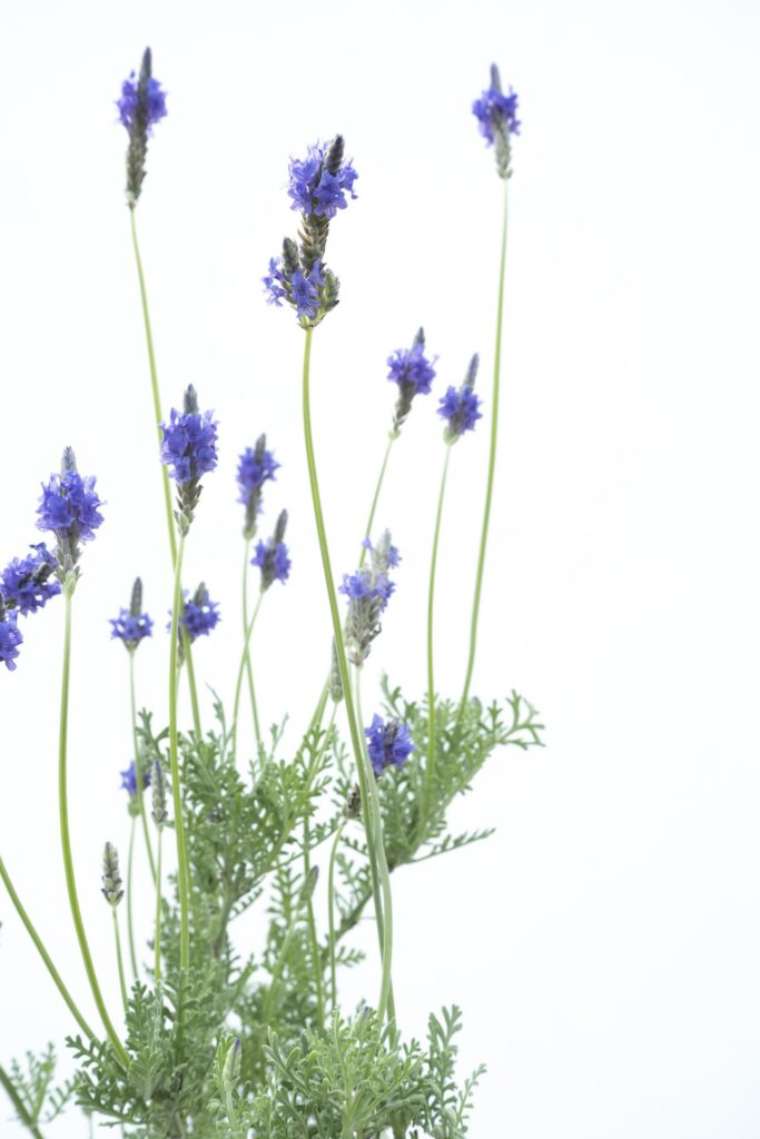 Lavanda azul - Vivero Verde Vida
