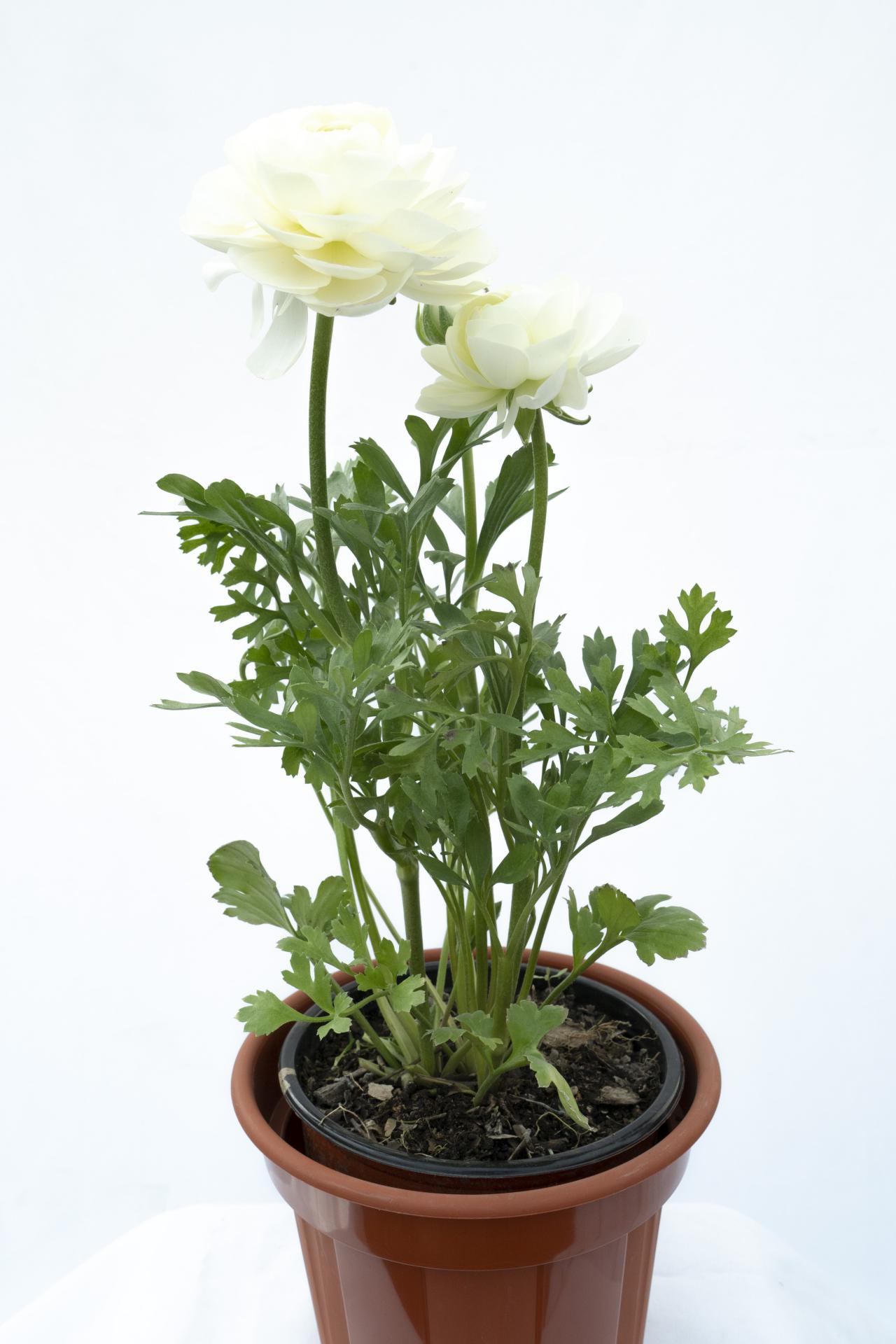 Marimonia - Vivero Verde Vida