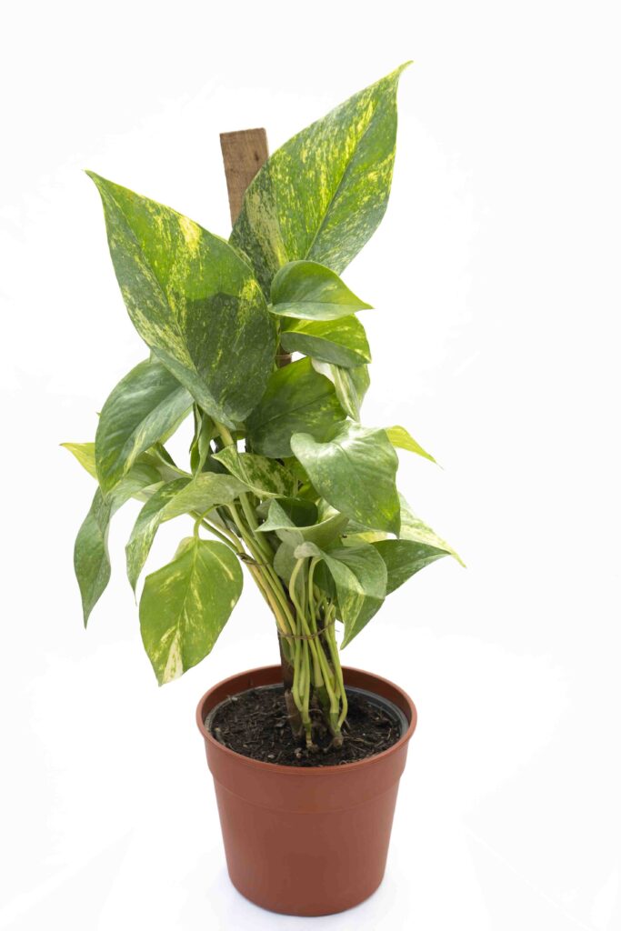 Pothus - Vivero Verde Vida